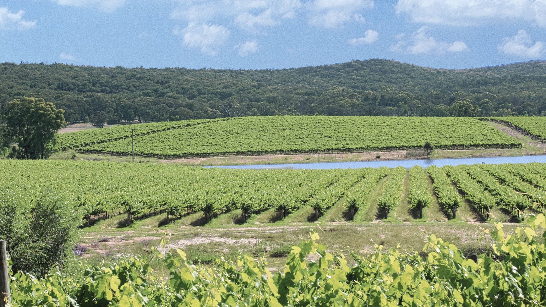 Moppity Vineyards