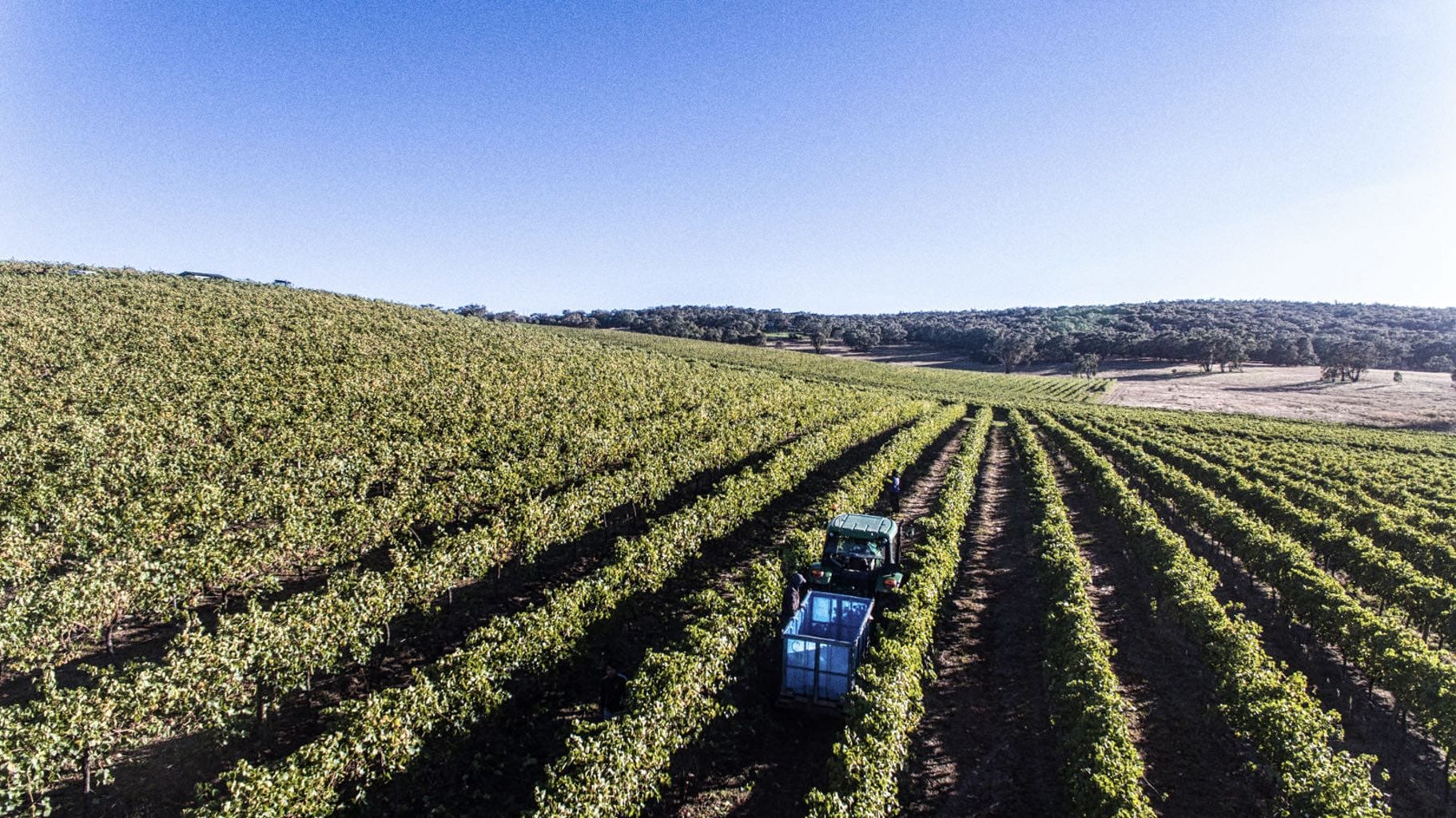 Moppity Vineyards